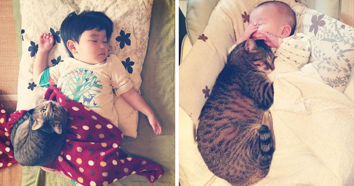 This Japanese Cat Is The Best Sleeping Buddy For His Baby Hoomins ...