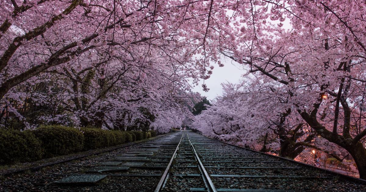 I Took Pictures Of The Amazing Sakura Bloom In Japan | Bored Panda