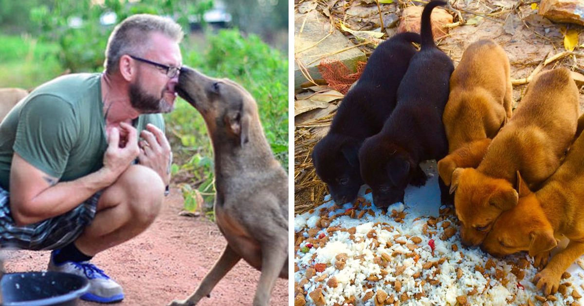 This Man Feeds 80 Stray Dogs Every Day Because He Can’t Bear to See ...