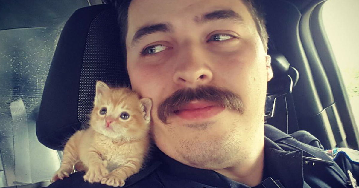 Cop Rescues Kitten Left In The Rain And Now They’re Fighting Crimes ...