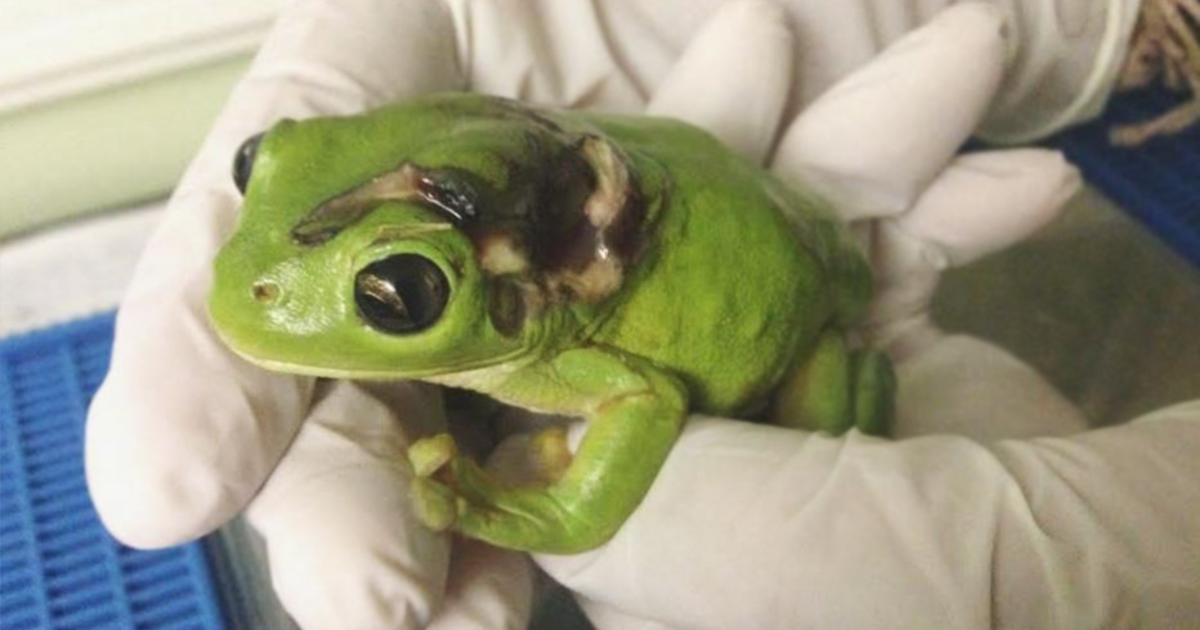 Woman Runs Over Frog With Lawnmower, Flies It 1,000 Km To Clinic ...