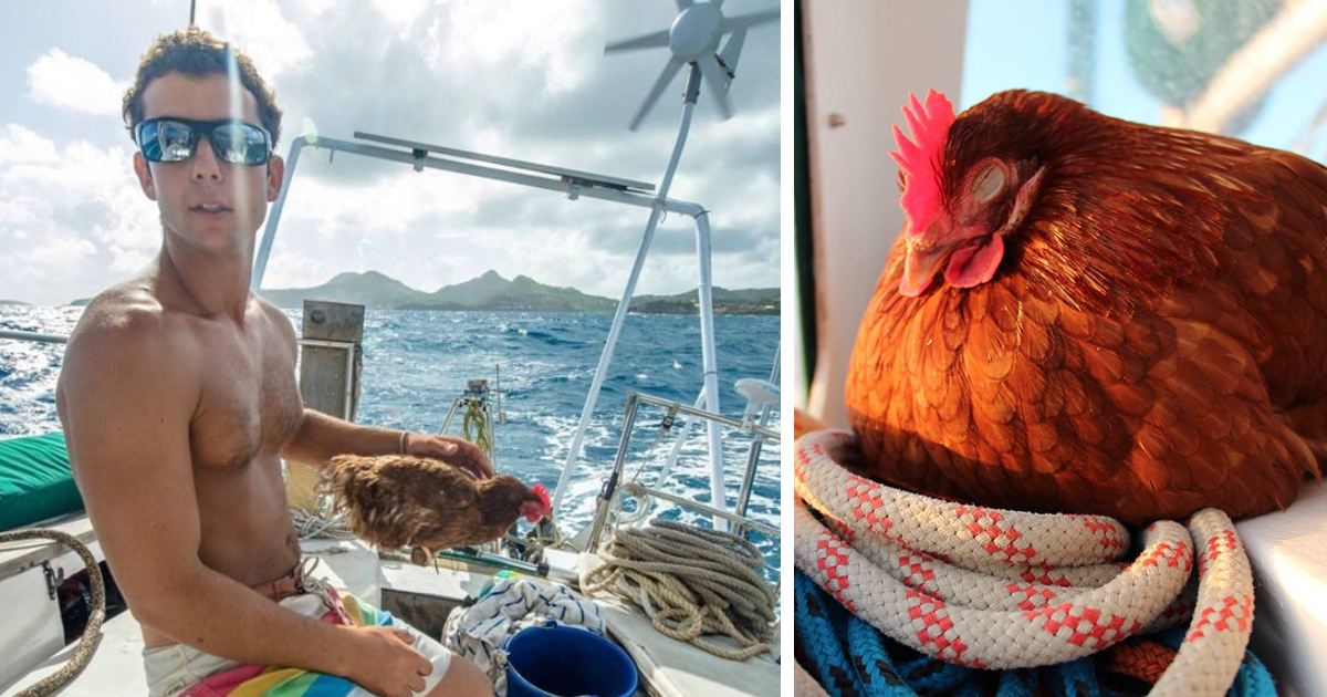 Chicken Sails Around The World With Her Human Friend | Bored Panda