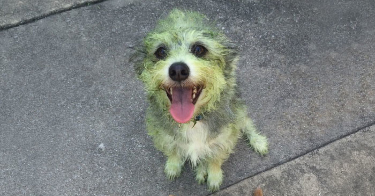Can You Guess Which Dog Helped Mow The Lawn? | Bored Panda