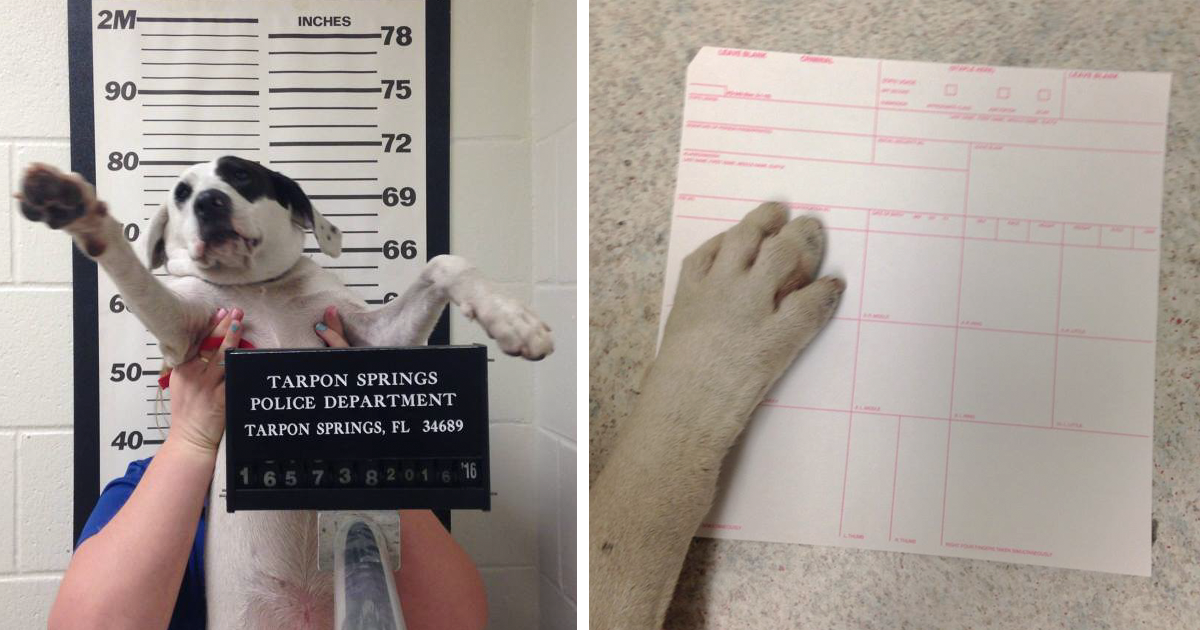 Police Sees A Suspicious Dog, Arrest Her For Being Dangerously Cute ...