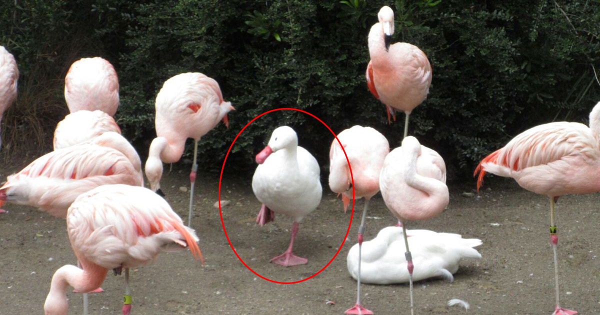 16 Ducks That Think They’re Flamingos | Bored Panda