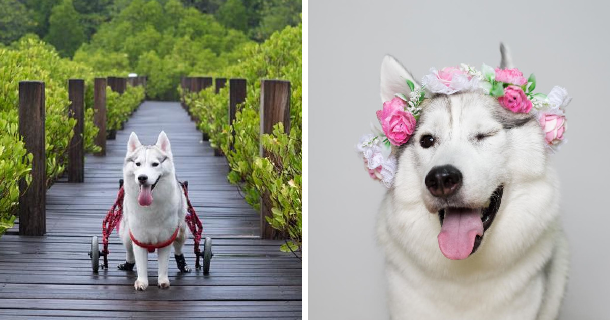 Husky Born Without Paws Gets Adopted And Becomes The Happiest Pup In A ...