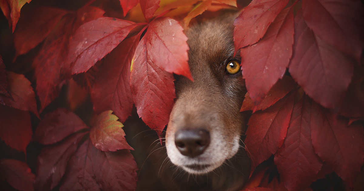 Photographer Captures Soulful Portraits Of Dogs Enjoying Autumn | Bored ...
