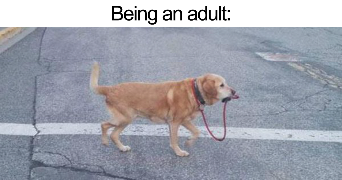62 Hilariously Sad Adulthood Tweets That Will Make You Laugh Then Cry ...