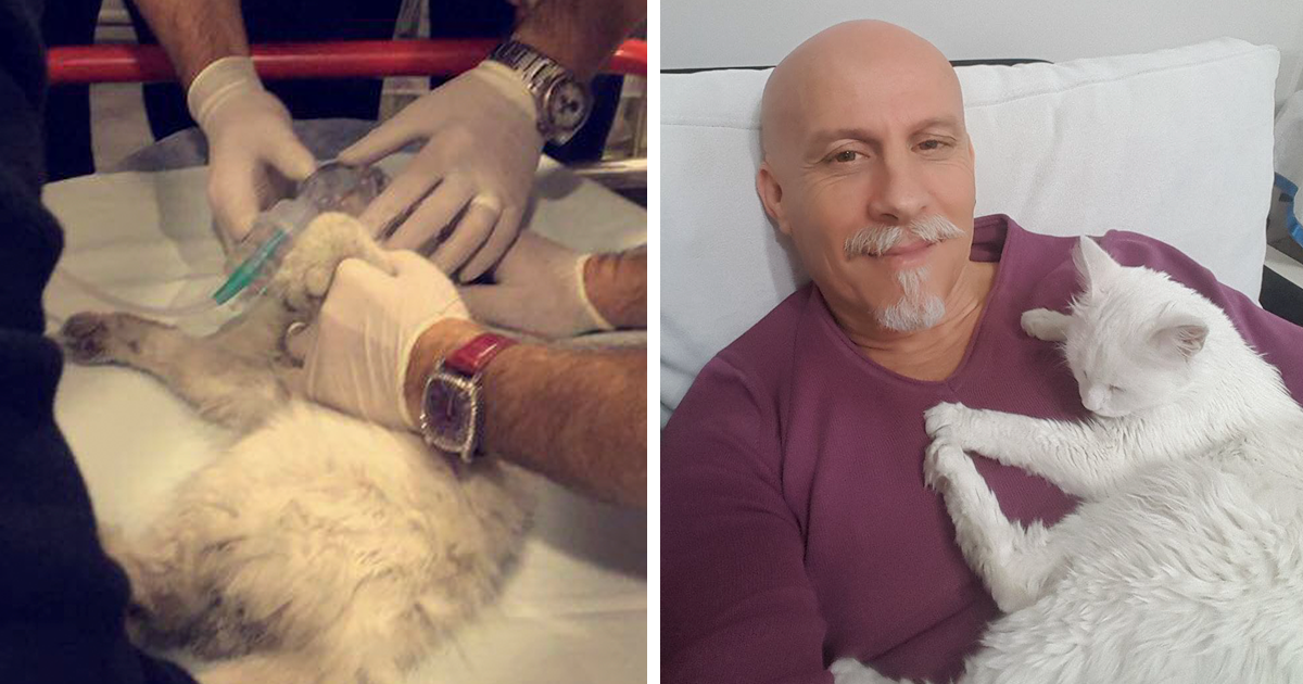 Emergency Doctor Uses CPR on Stray Cat To Save Her Life, Adopts Her ...