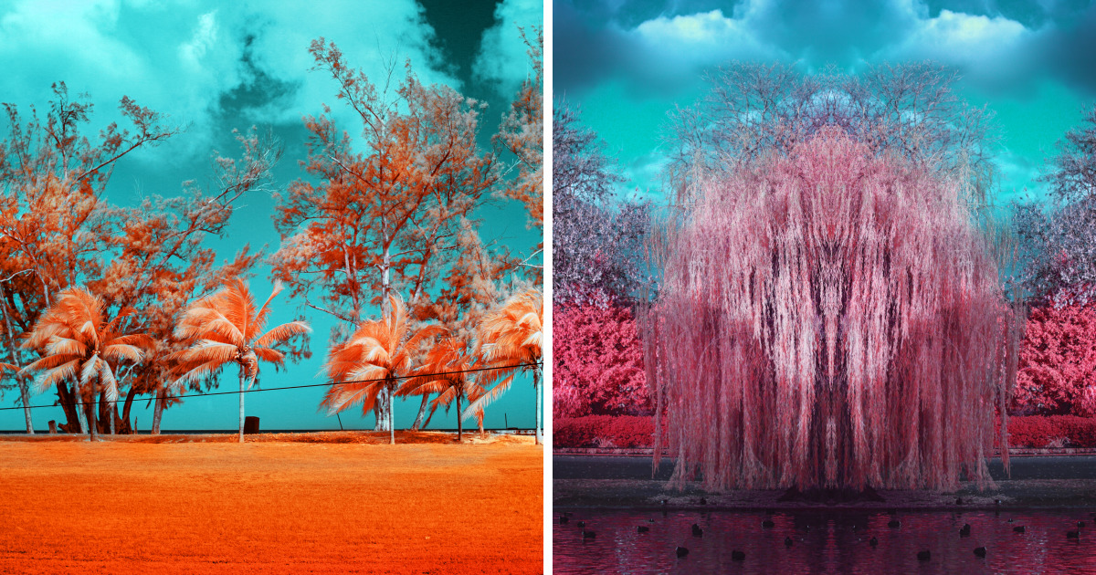 I See The World In Infrared | Bored Panda