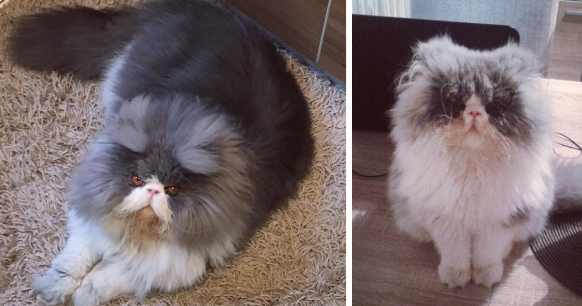 This Sheep-Cat Has Some Of The Weirdest Fur We’ve Ever Seen | Bored Panda