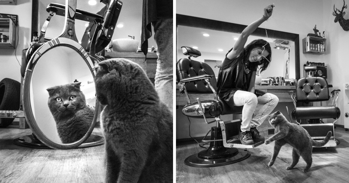 Cats At Work: I Captured Cats Living In People’s Working Places | Bored ...