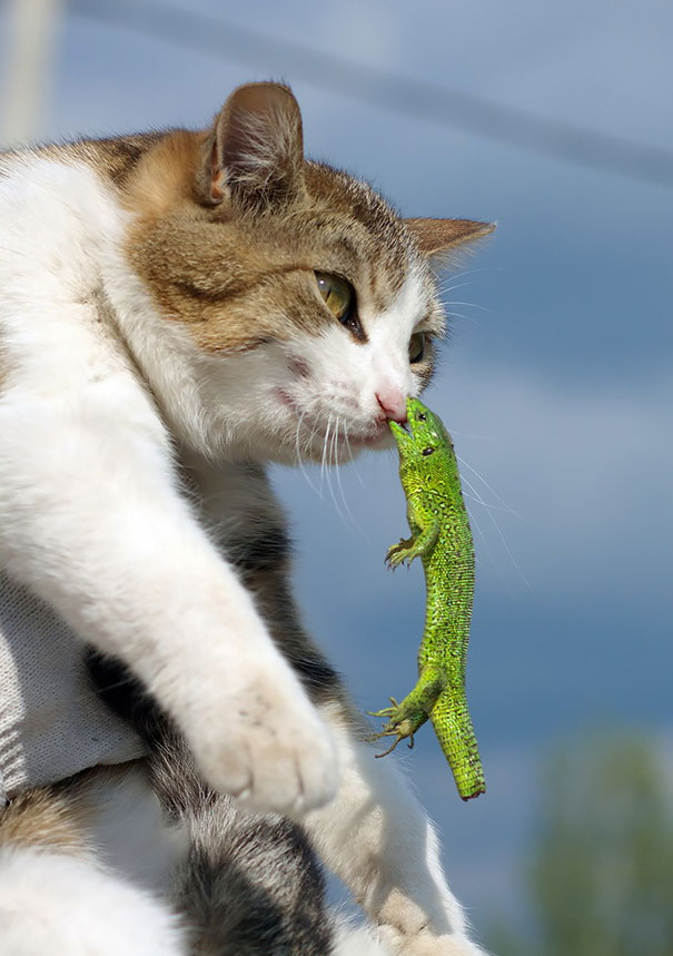 58 Of The Funniest Animal Fails Ever Bored Panda