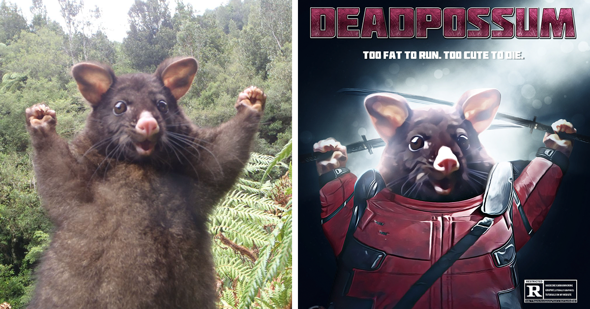 This Optimistic Possum Just Sparked A Hilarious Photoshop Battle ...