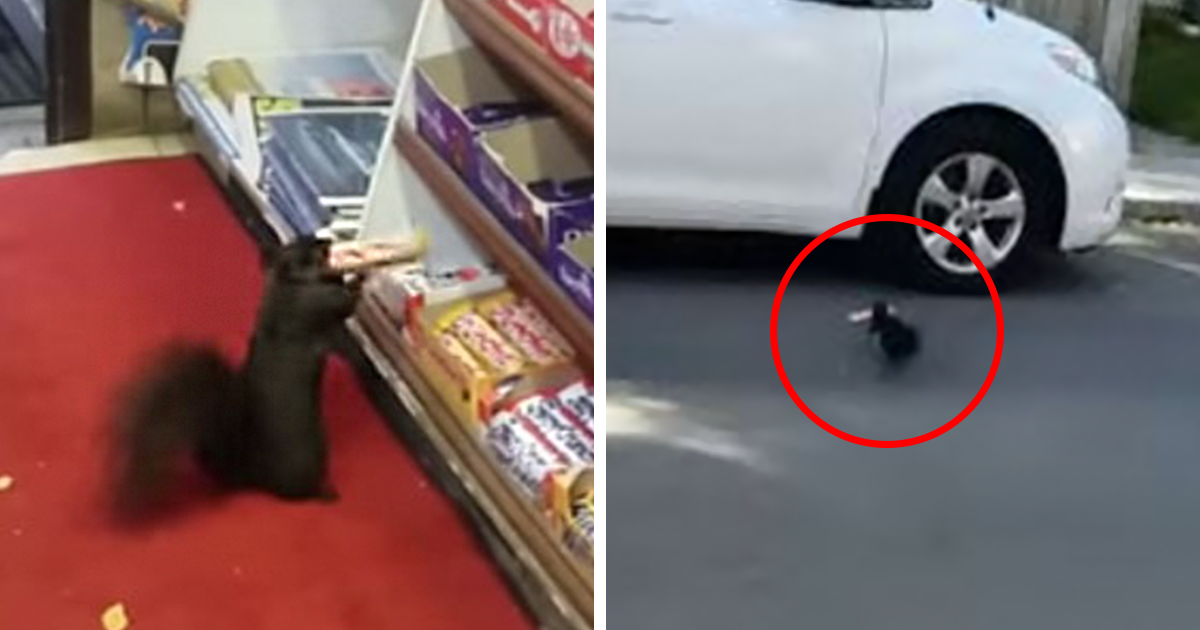 Shop Owner Catches Thieves Who Were Stealing His Goods For 5 Years On ...