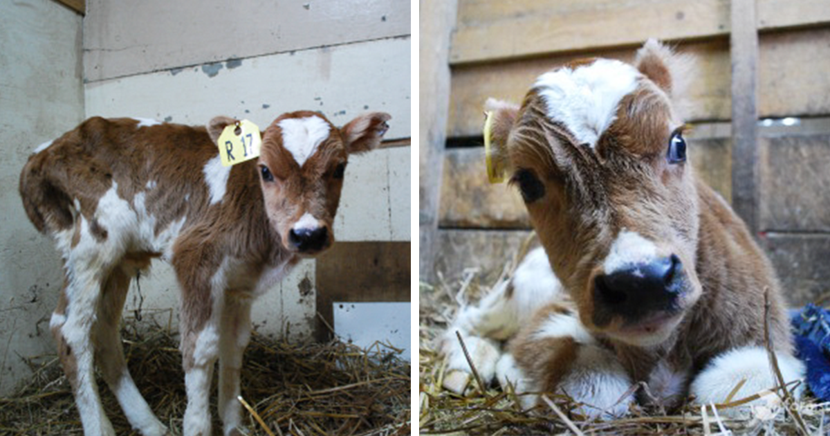 Tiny Unwanted Cow Gets Laughed At During Auction, Until One Woman Sees ...