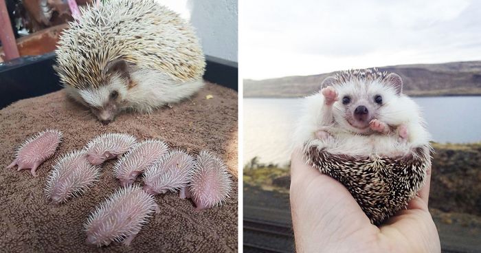 76 Adorable Hedgehog Pics To Celebrate Hedgehog Day | Bored Panda