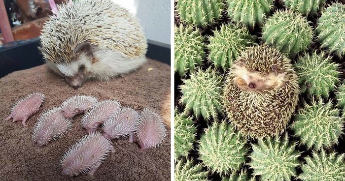 76 Adorable Hedgehog Pics To Celebrate Hedgehog Day | Bored Panda