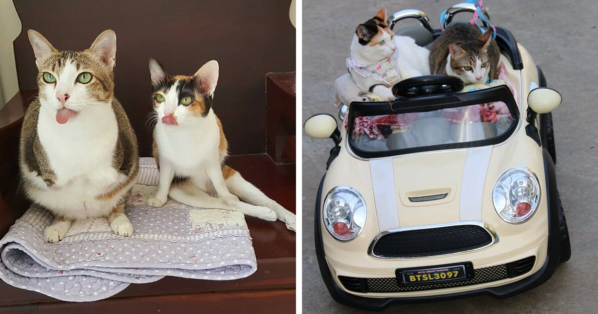 These Two Disabled Rescue Kitties Are Best Friends Ever | Bored Panda