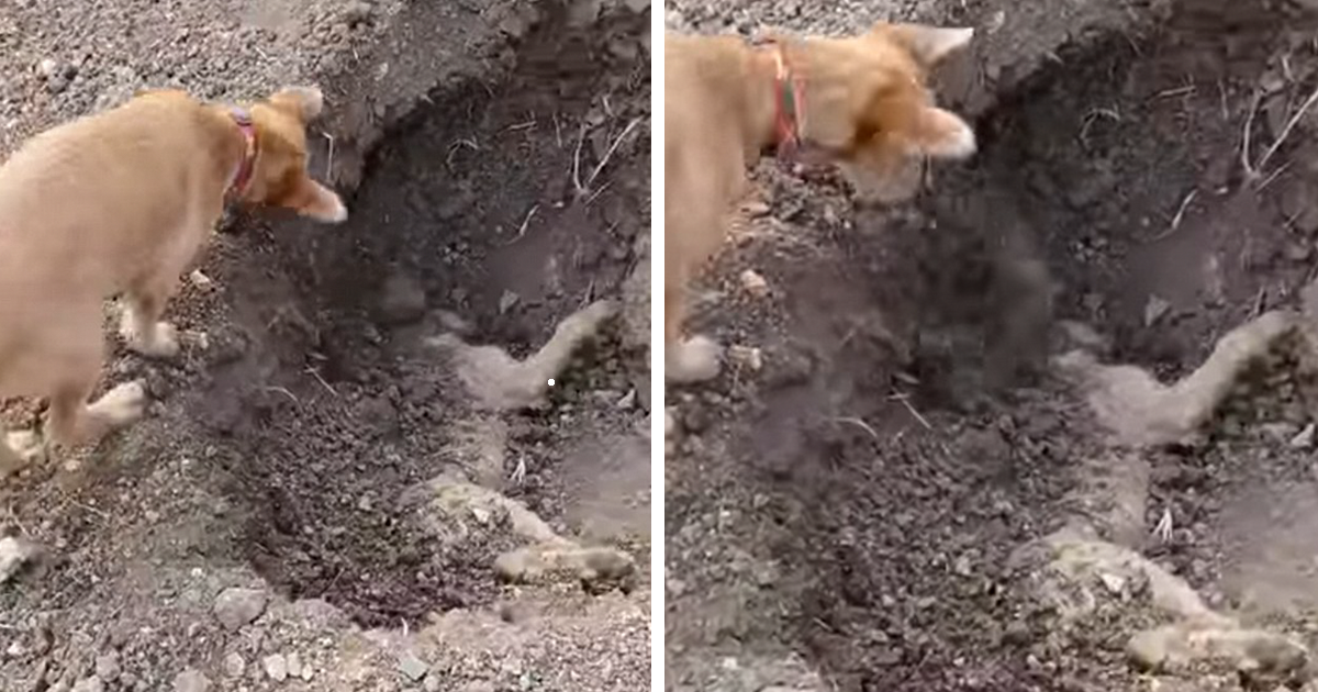 Dog Spotted Burying His Best Friend After He’d Been Hit By A Car, And ...