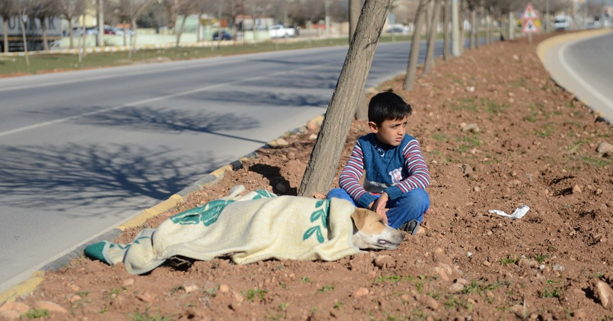 Refugee Boy Refuses To Leave Injured Stray Dog Until Help Arrives ...
