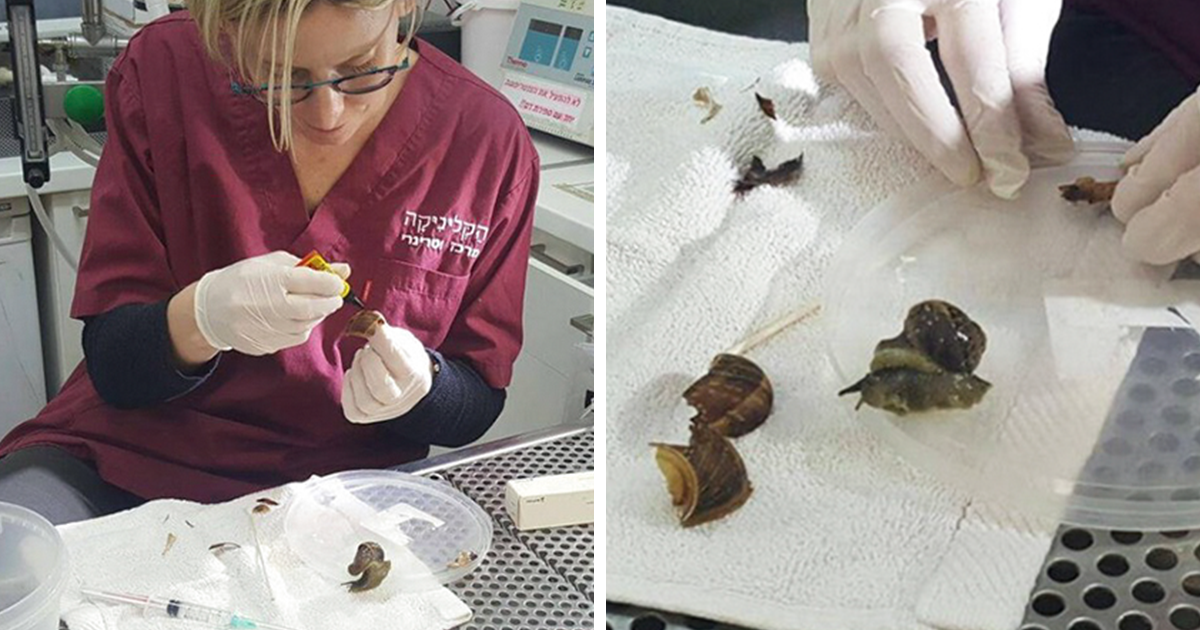 Woman Steps On Snail, Brings Him To Vet To Fix His Shell | Bored Panda