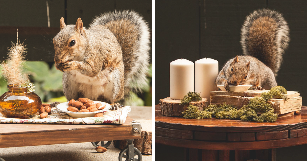 This Woman Throws Miniature Parties For Squirrels Who Come To Visit Her ...