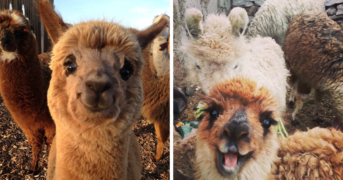 37 Alpacas That Will Make Your Day | Bored Panda
