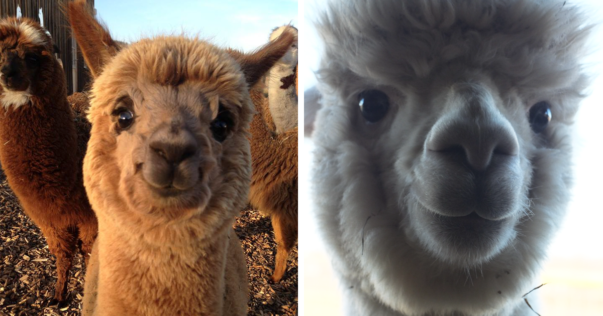 37 Alpacas That Will Make Your Day | Bored Panda