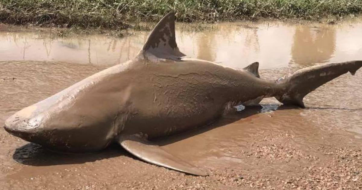Cyclone Washes A Shark Onto The Streets Of Australia, And It’s Straight ...
