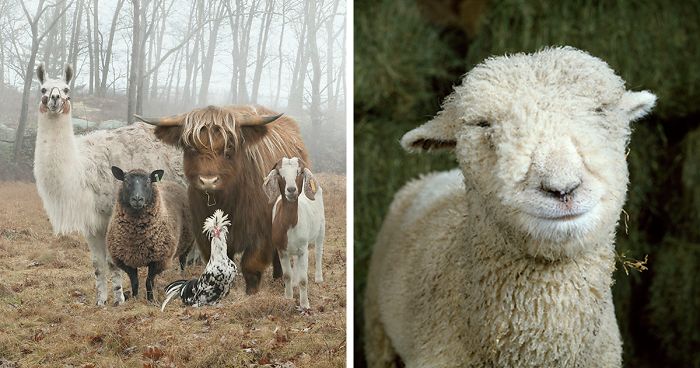This Photographer Photographs Farm Animal Like No One Else | Bored Panda