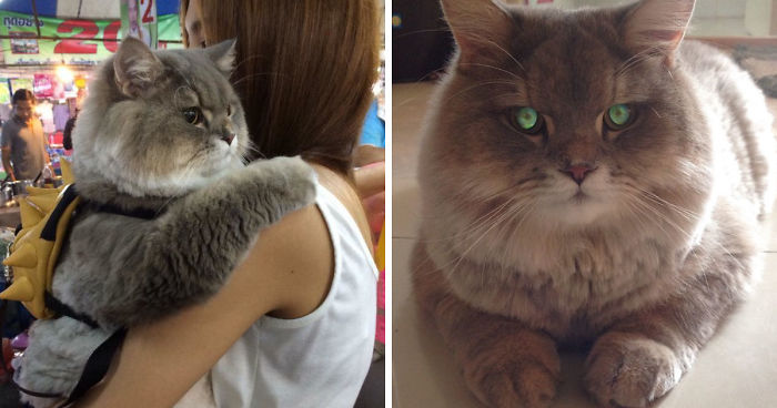 Meet Bone Bone, The Enormous Fluffy Cat From Thailand That Everyone ...