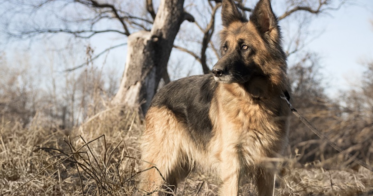 I Photographed Homeless Dogs For Adoption, To Find Their New Homes ...