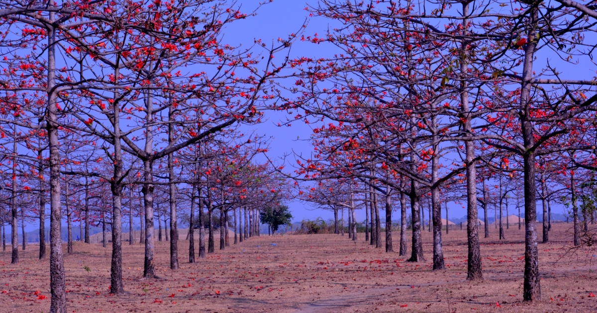 A Natural Cotton Garden, Which Is Locally Known As Shimul Bagan | Bored ...