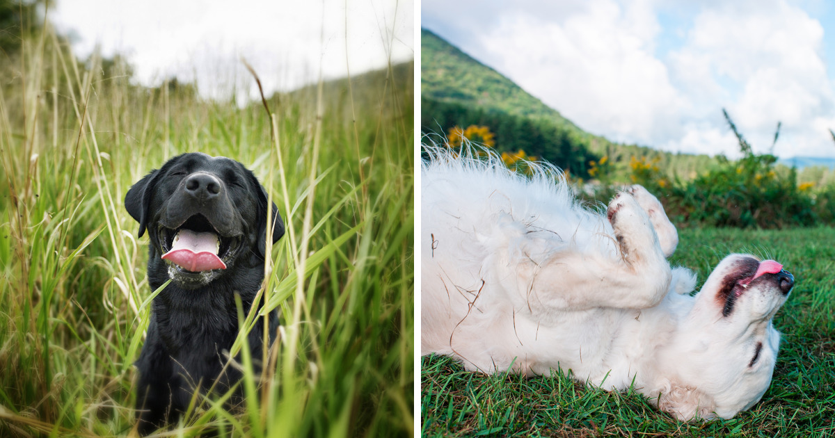 Dogs Romping And Enjoying Spring! | Bored Panda