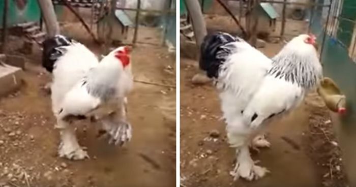 People Can’t Believe How GIANT This Chicken Is | Bored Panda