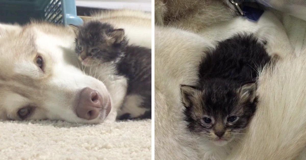 Kitten Has A Husky Mama | Bored Panda