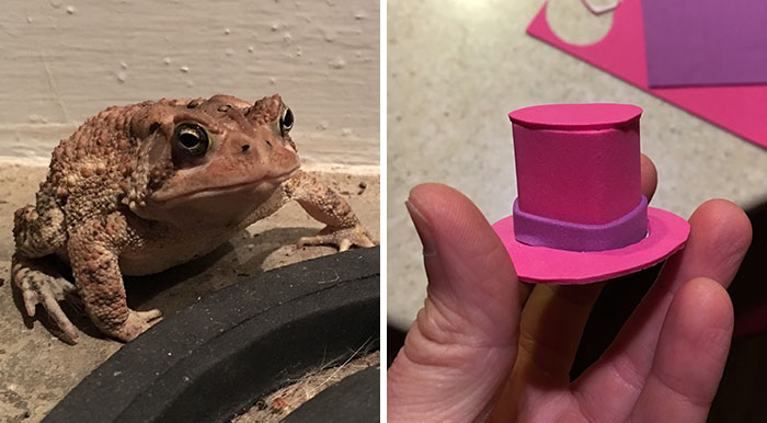 This Toad Kept Coming To This Guy’s Porch, So He Started Making Him ...