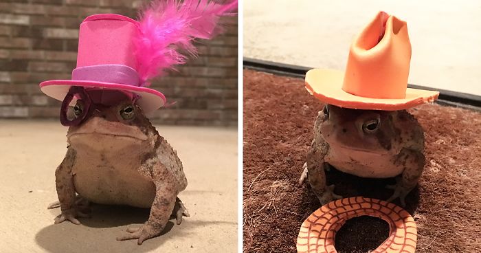 This Toad Kept Coming To This Guy’s Porch, So He Started Making Him ...