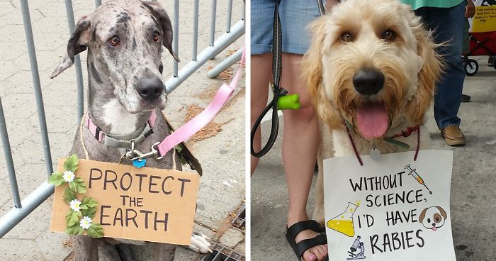 52 Dogs Who Marched For Science, And Totally Saved The World | Bored Panda