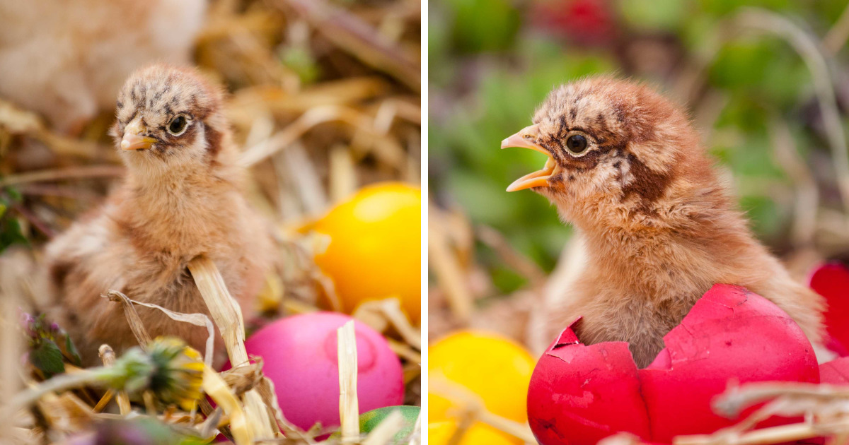 To Celebrate The Easter Season, I Photographed Beautiful Chicks | Bored ...