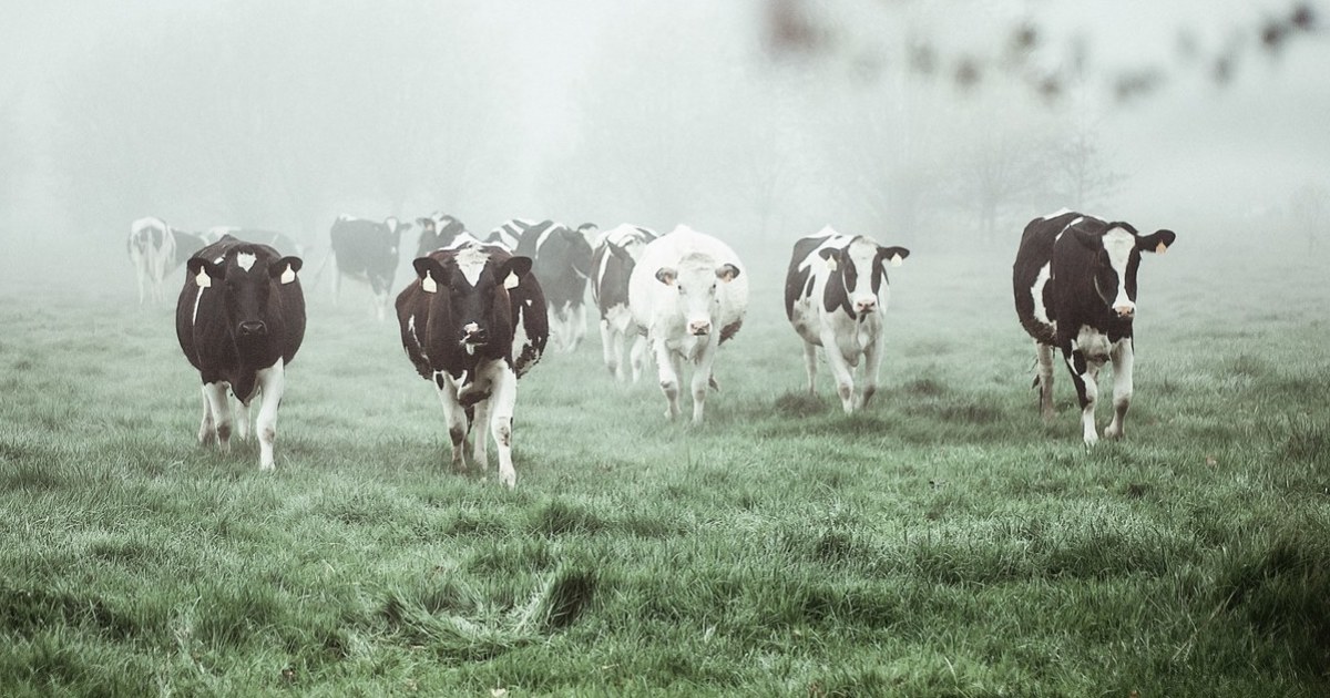 I Captured The Mystery Of Fog | Bored Panda