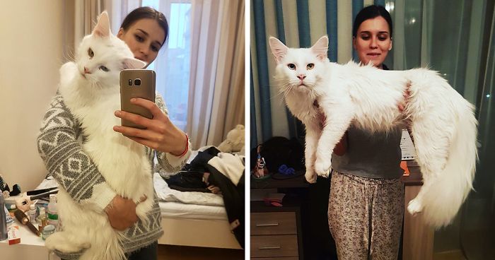 Kitty Grows Up Hugging His Human Every Day, Won’t Stop Even After ...