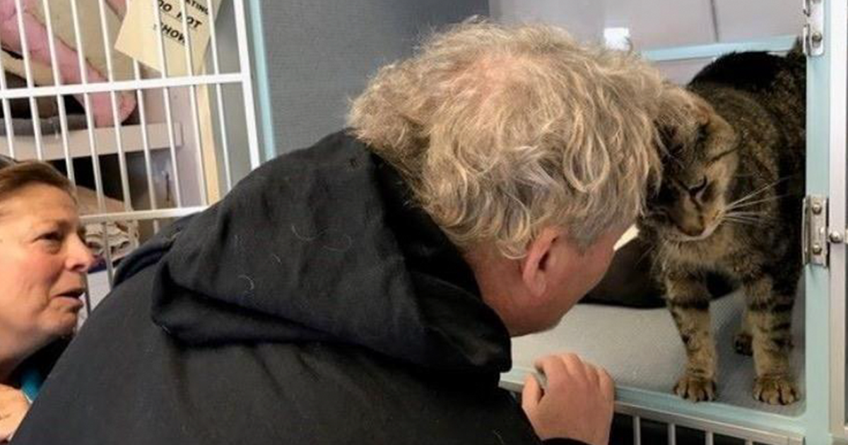 Woman Sees Her Cat On Facebook Who’s Been Missing For 2 Years | Bored Panda