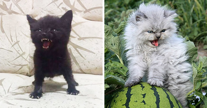 30 Angry Kittens Who Demand To Be Taken Seriously Right Meow | Bored Panda