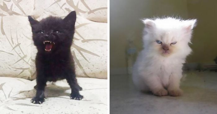 30 Angry Kittens Who Demand To Be Taken Seriously Right Meow | Bored Panda