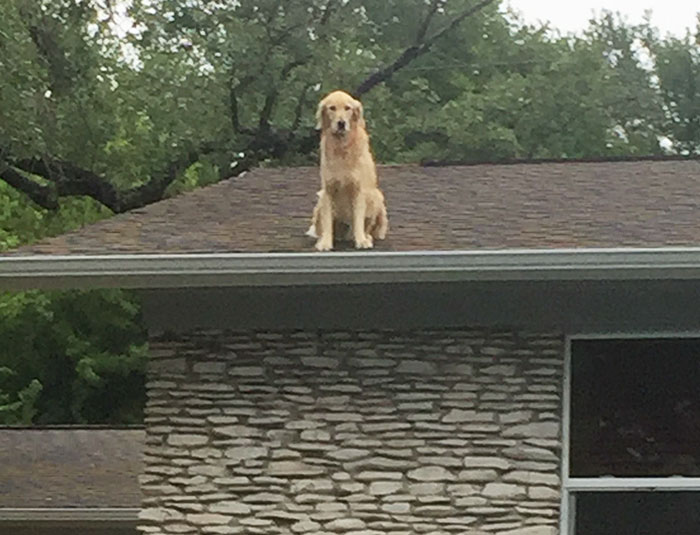 Family Makes Sign To Explain Why Their Dog Is On The Roof, And It ...