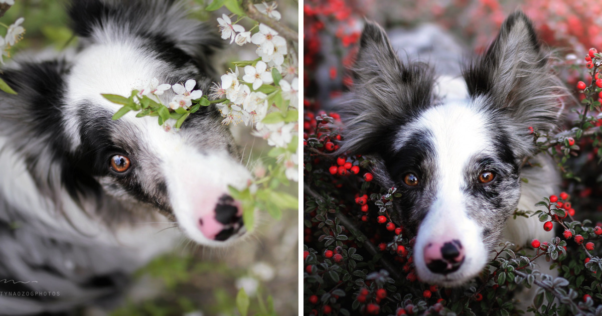 My Dog Has A Babyface, And That Is Too Cute! | Bored Panda