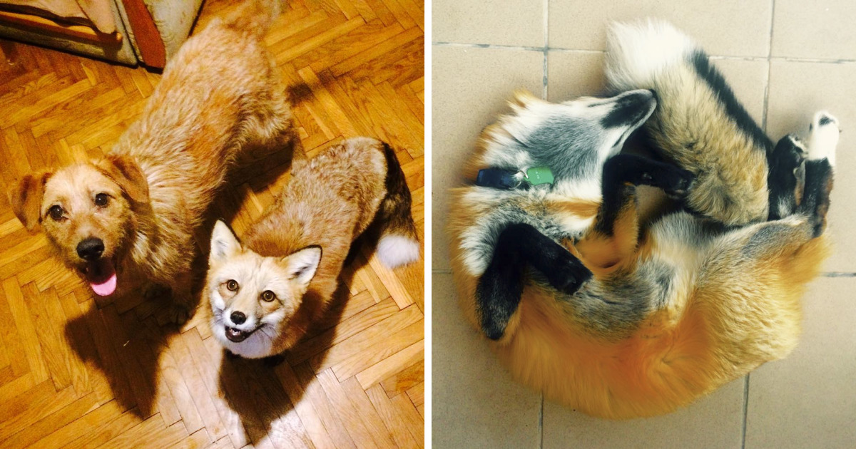 After Saving A Fox From A Fur Farm, We Decided To Get Him A Friend So ...