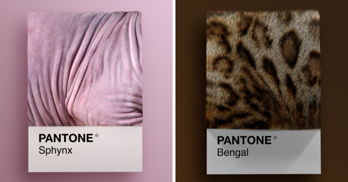 Cat Breeds As Pantone | Bored Panda